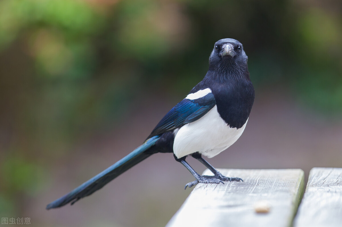 The wise broken-winged magpie is self-reliant, uses wisdom to capture ...