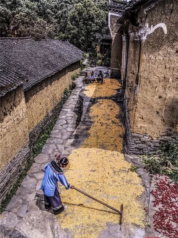 Huaihua, Hunan; seeing these autumn harvest scenes, the whole person ...