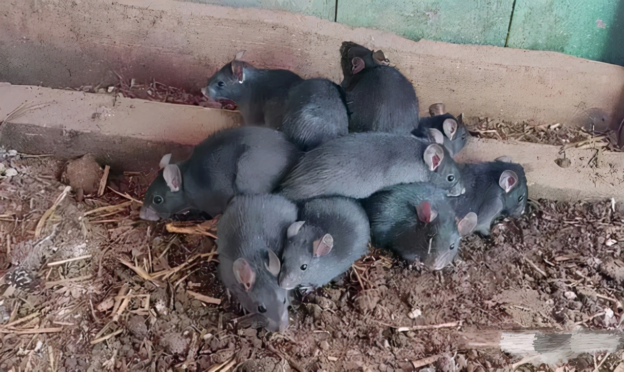 Geying people!What is the "Rat King Phenomenon"?13 mice have entangled ...