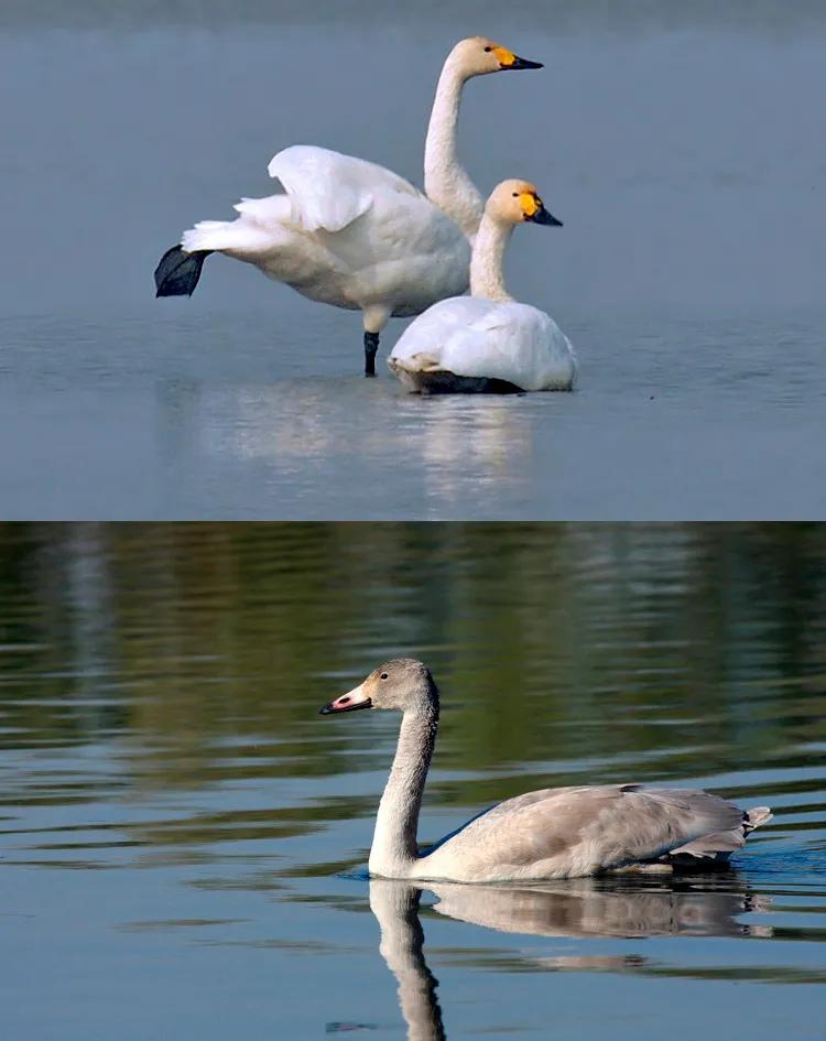 Was it recently swiped by the little swan in Jurong Chishan Lake ...