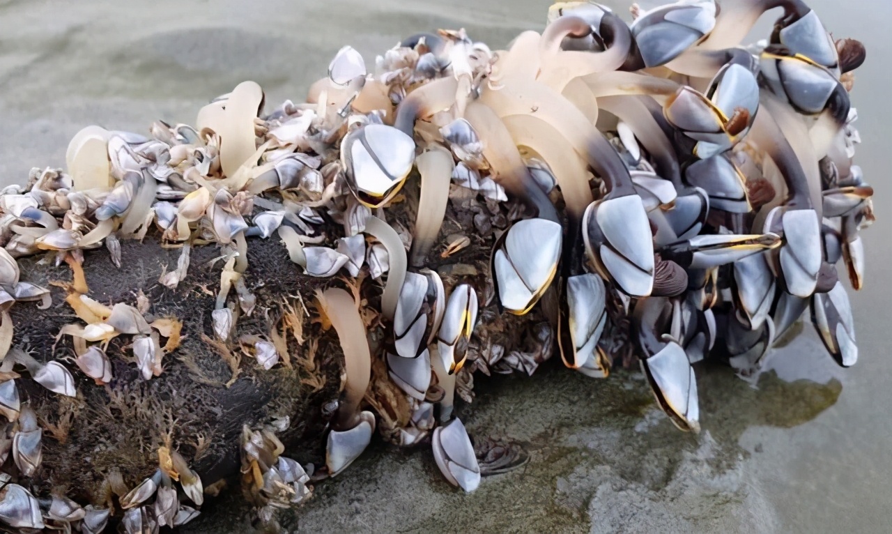 Just two days after they were born, they have to jump a hundred meters ...