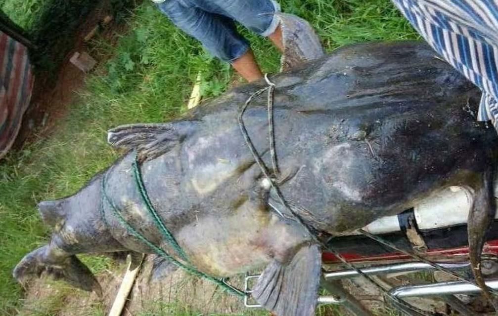 The "river giant monster" that eats floating corpses in India has a ...