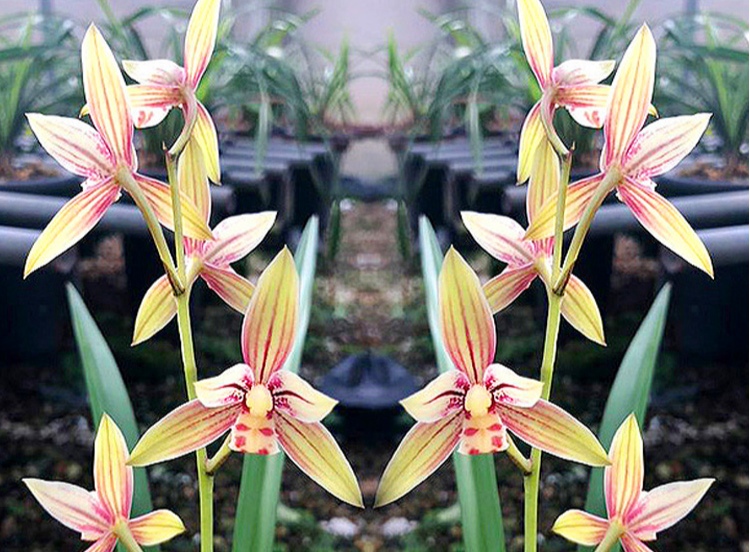 "18 kinds" of orchids with frequent flowers and seedlings, inexpensive ...