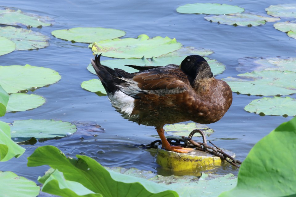 Lotus Pond Sunny Roast Duck - iMedia