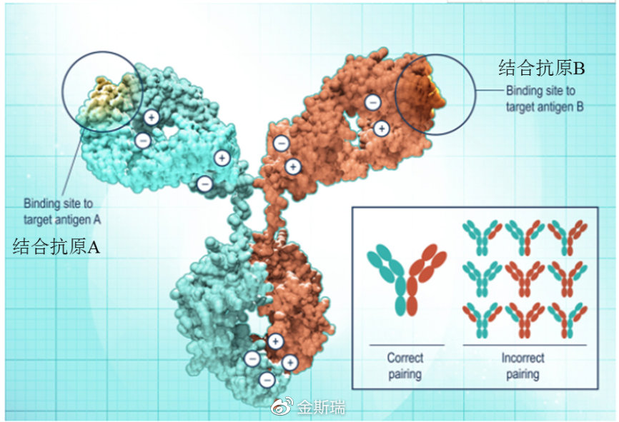 A new wave of biopharmaceutical innovation-bispecific antibodies (part ...