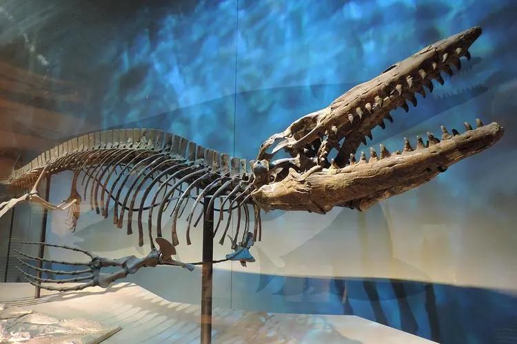 Neptune dragon: the top predator in the Cretaceous ocean, the 17-meter ...