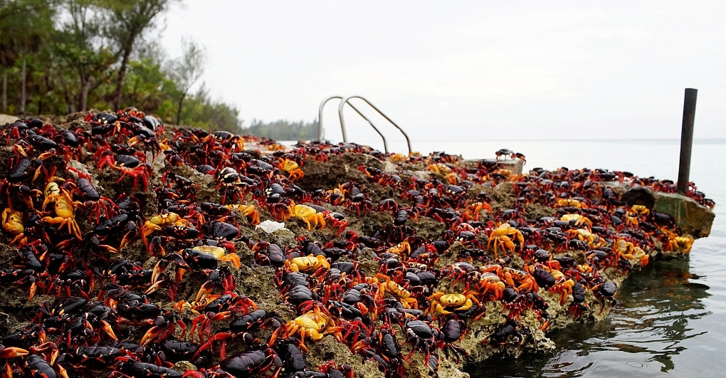 African catfish invaded China and reproduced 4 times a year. Both the ...