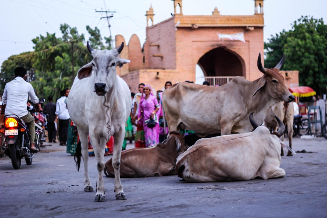 India regards cattle as a sacred object, and drinks cow urine but does ...