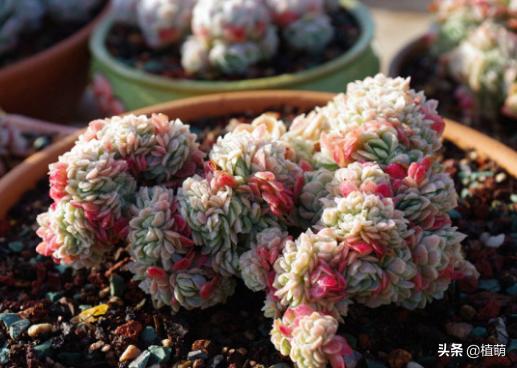 This is the first time I saw the decorated ice plum, it's really ...