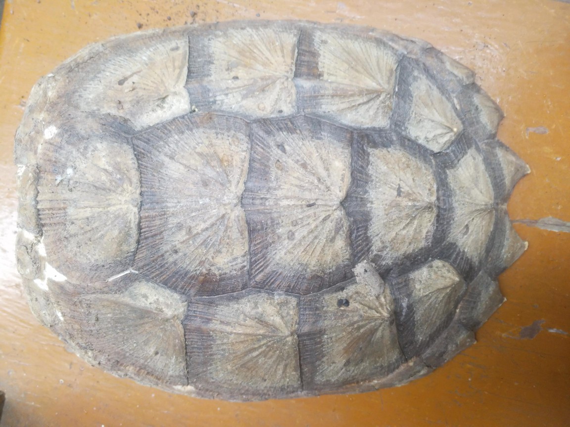 The tortoise shell is quenched with sand and vinegar to become a ...