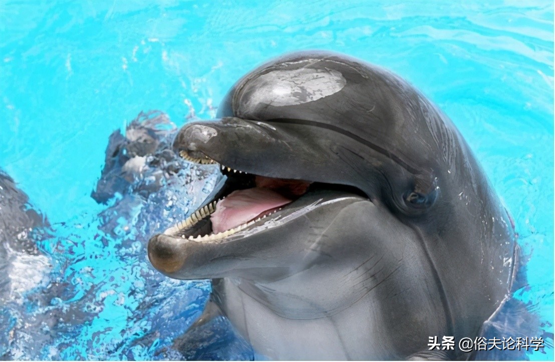 How do dolphins resemble humans?As you can see from the mating method ...