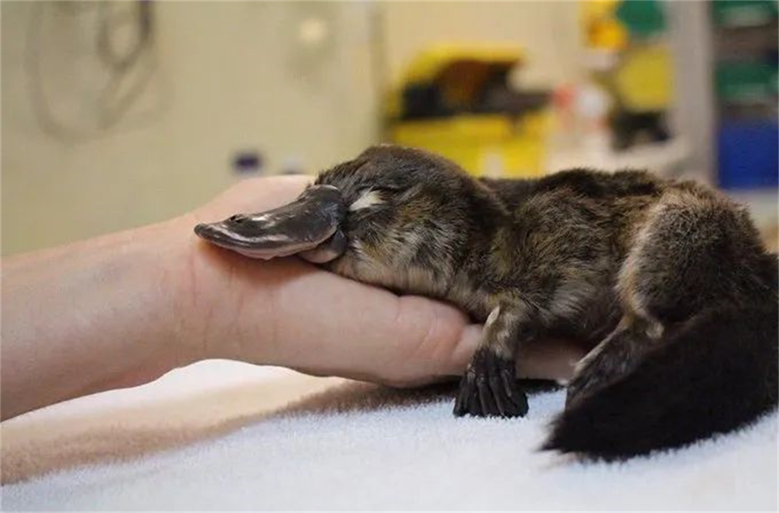 With 10 chromosomes and theoretically 25 genders, why is the platypus ...