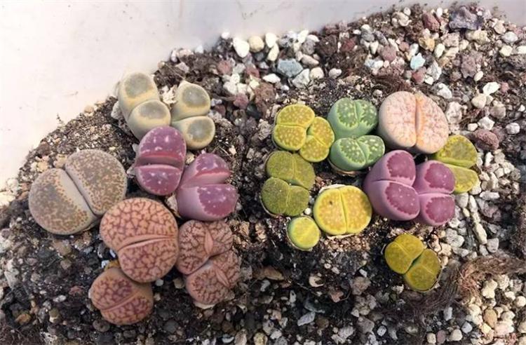 How to deal with Lithops grow tall?Method: decapitate, control water ...