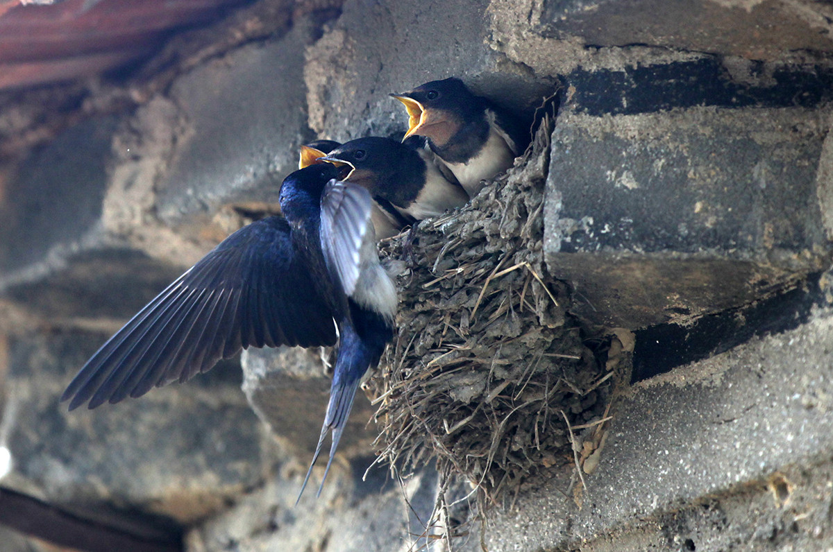 Chinese swallows fly to the "southern" for winter every year?Scientist ...