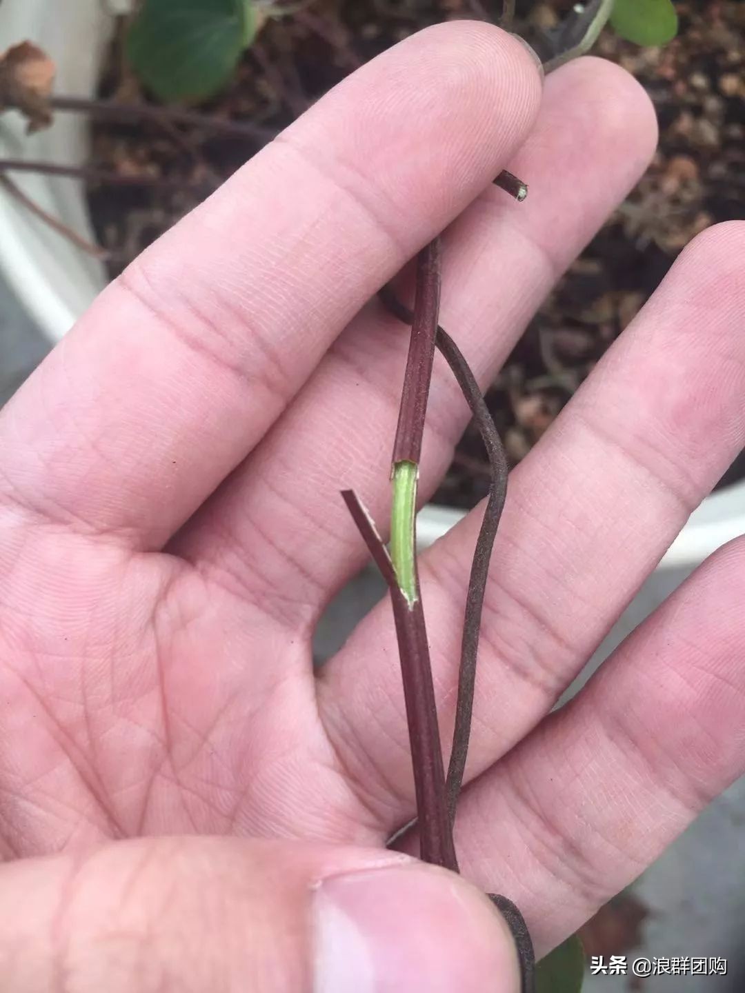 Clematis difficult summer?Do these five points to ensure that the root ...