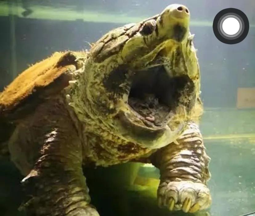 The most ferocious alien species-crocodile turtle - iNEWS
