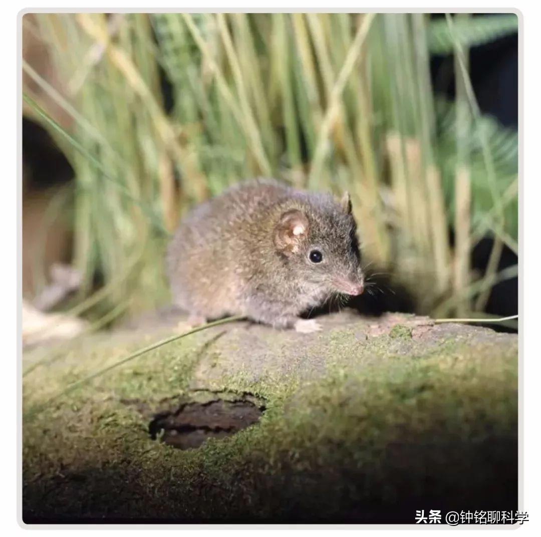 Born for mating?The marsupial shrew evolves to the wrong skill, mates ...