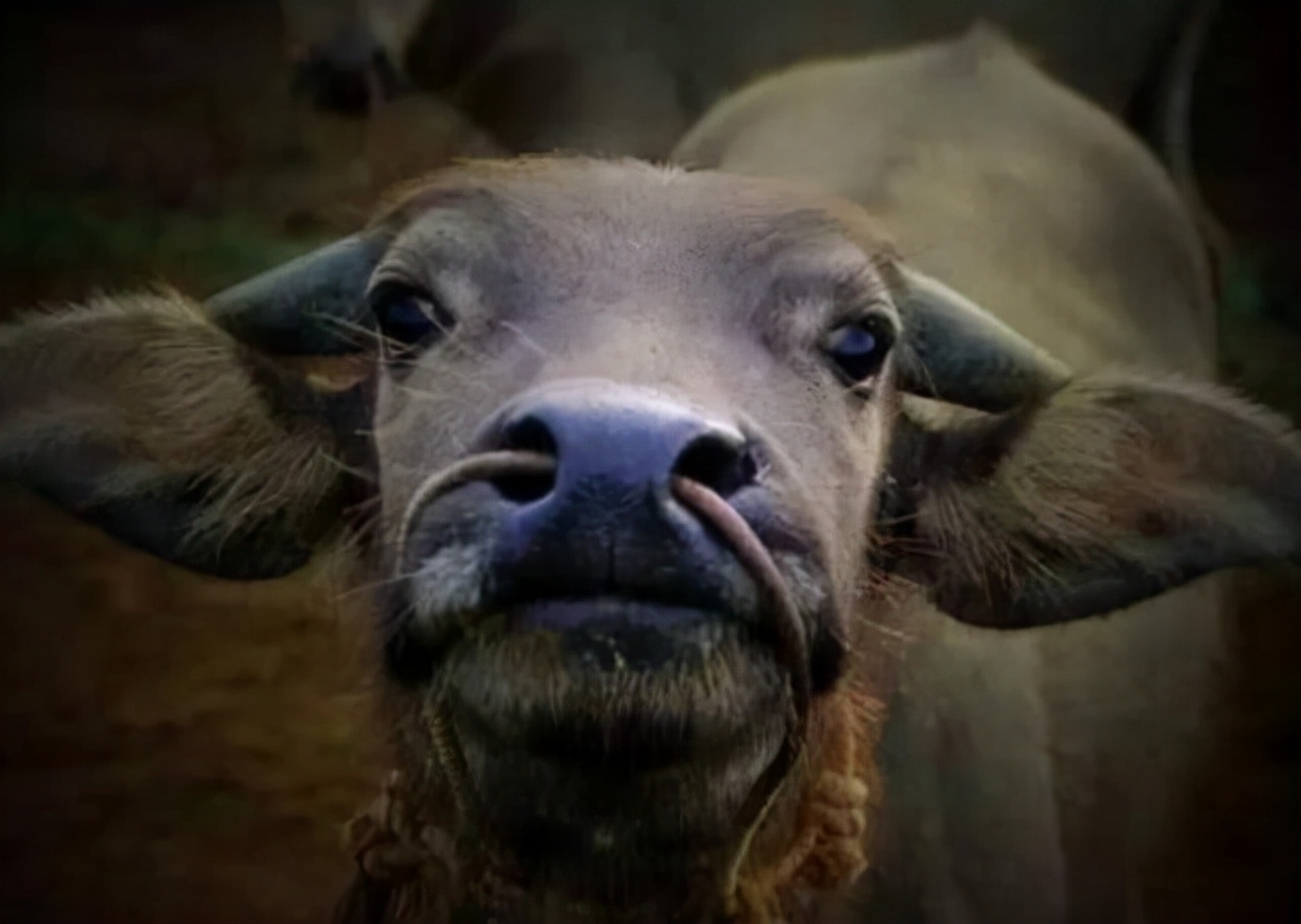 There are only exhausted cattle, no bad farming - iNEWS