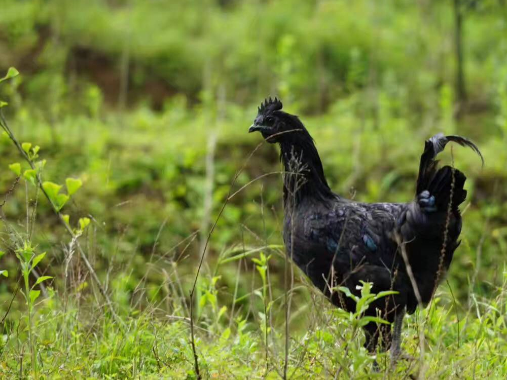 What is the difference between black-bone chicken and ordinary chicken ...