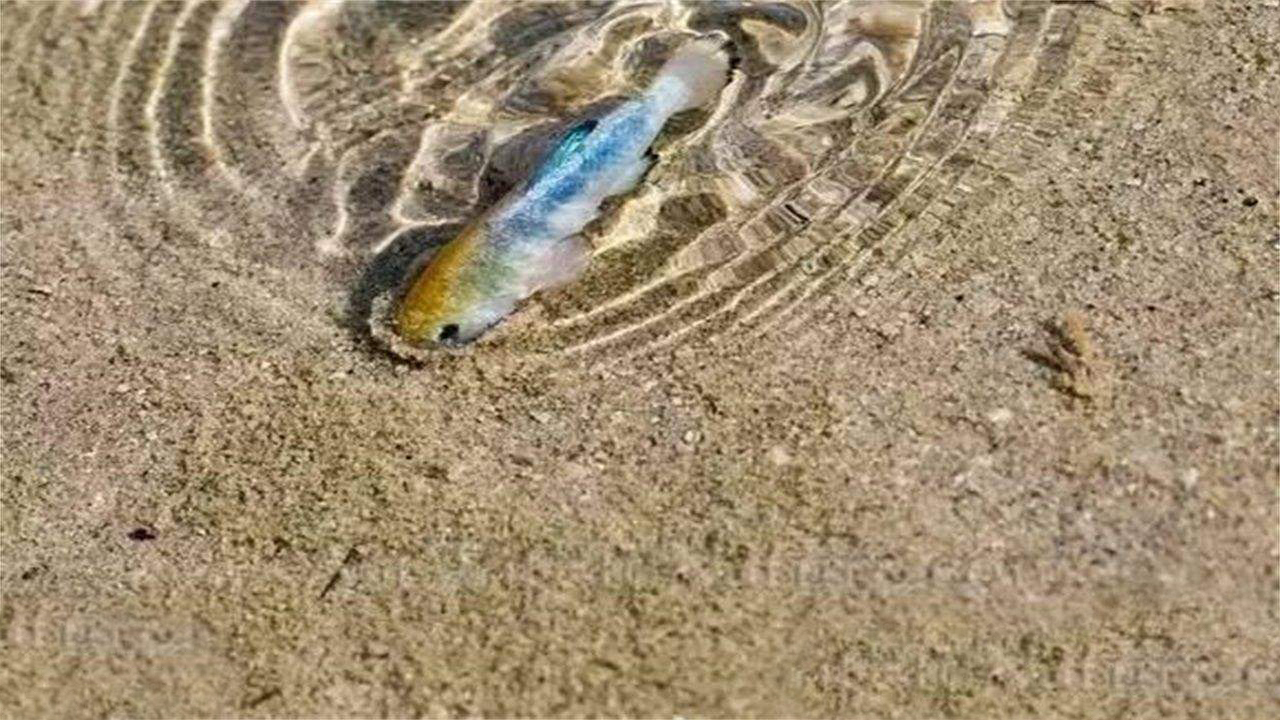 Isolated for 50,000 years, there are only 38 desert fishes left. Why ...