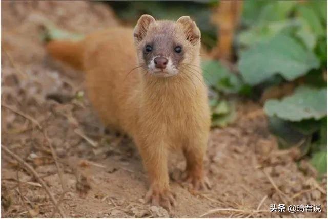 Four unexpected ferocious animals - iNEWS