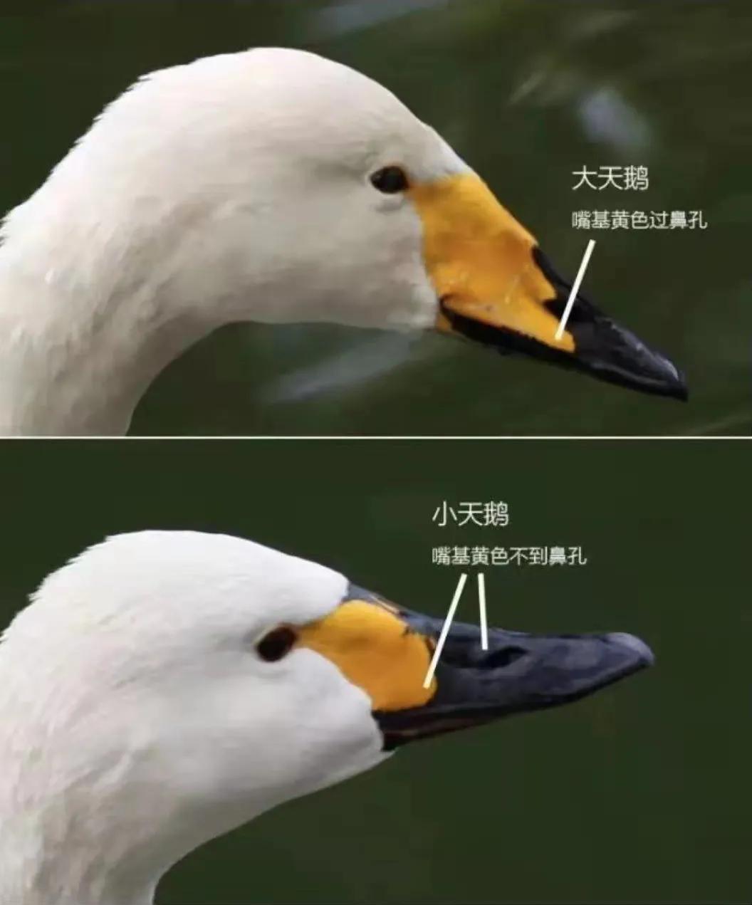 Was it recently swiped by the little swan in Jurong Chishan Lake ...