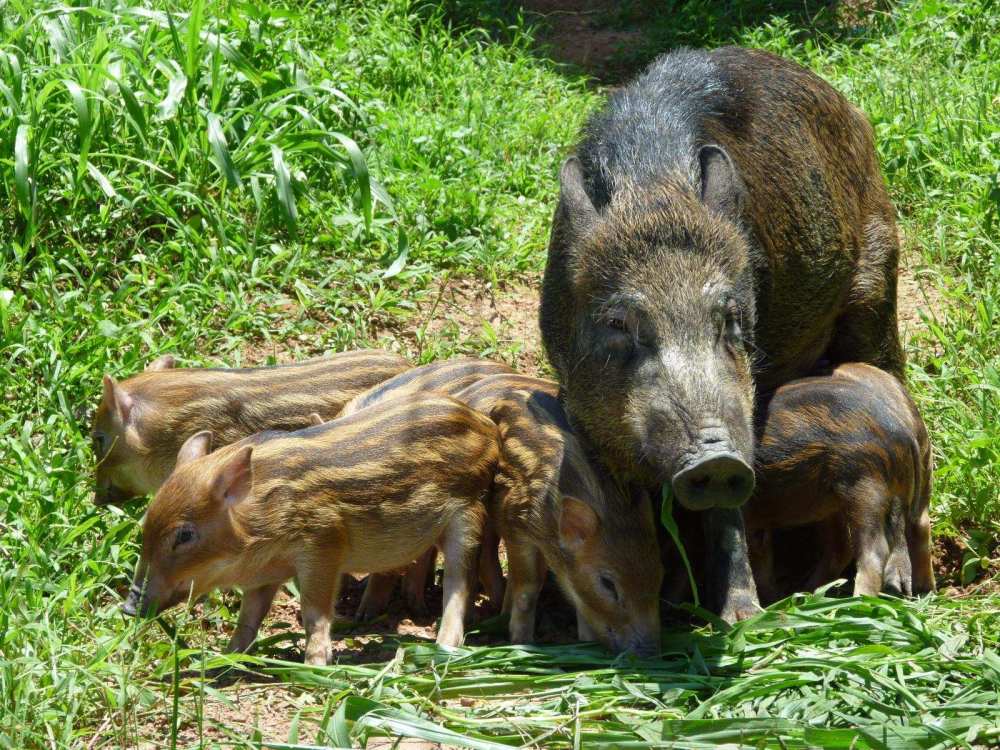 Wild boars are rampant in China, and there are constant battles between ...
