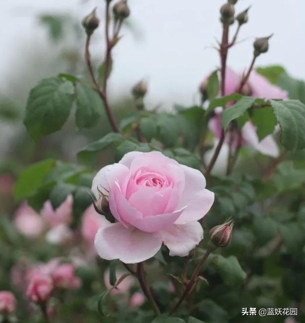 What's the matter with withered and deformed rose buds?These 3 points ...