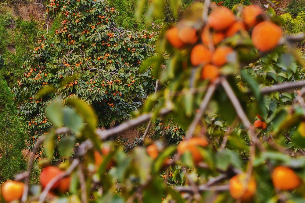A glimpse of the golden persimmon and persimmon village - iNEWS