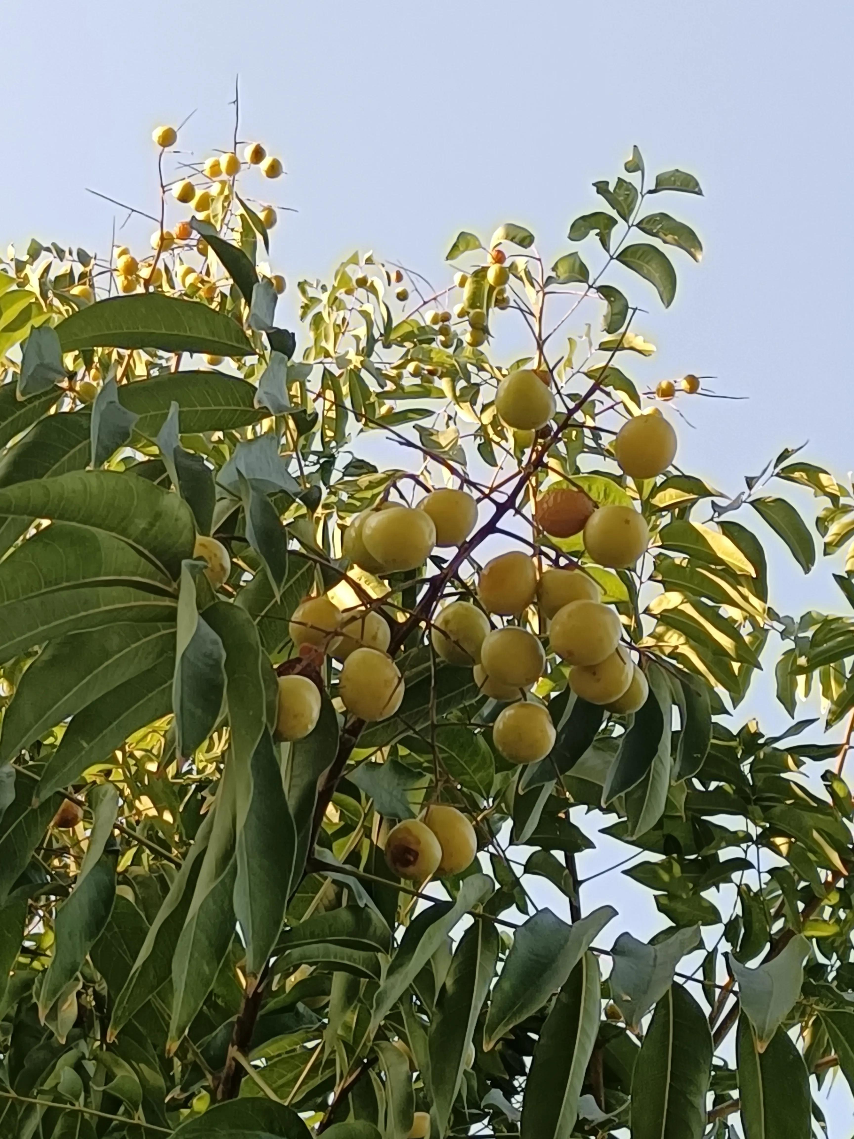 Naturally different (2) Sapindus tree - iNEWS