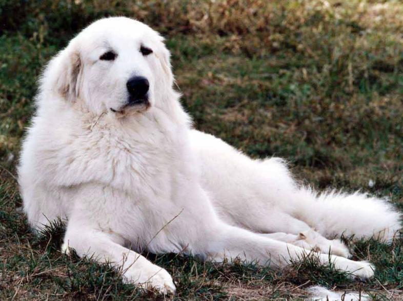 Of these "white" dogs, there is always one that will make you ...
