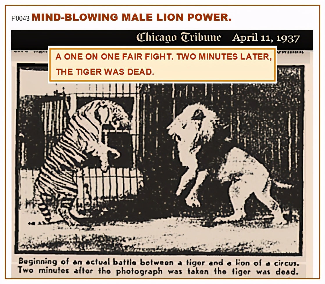 Inventory of 16 liger fights that have actually occurred in history ...