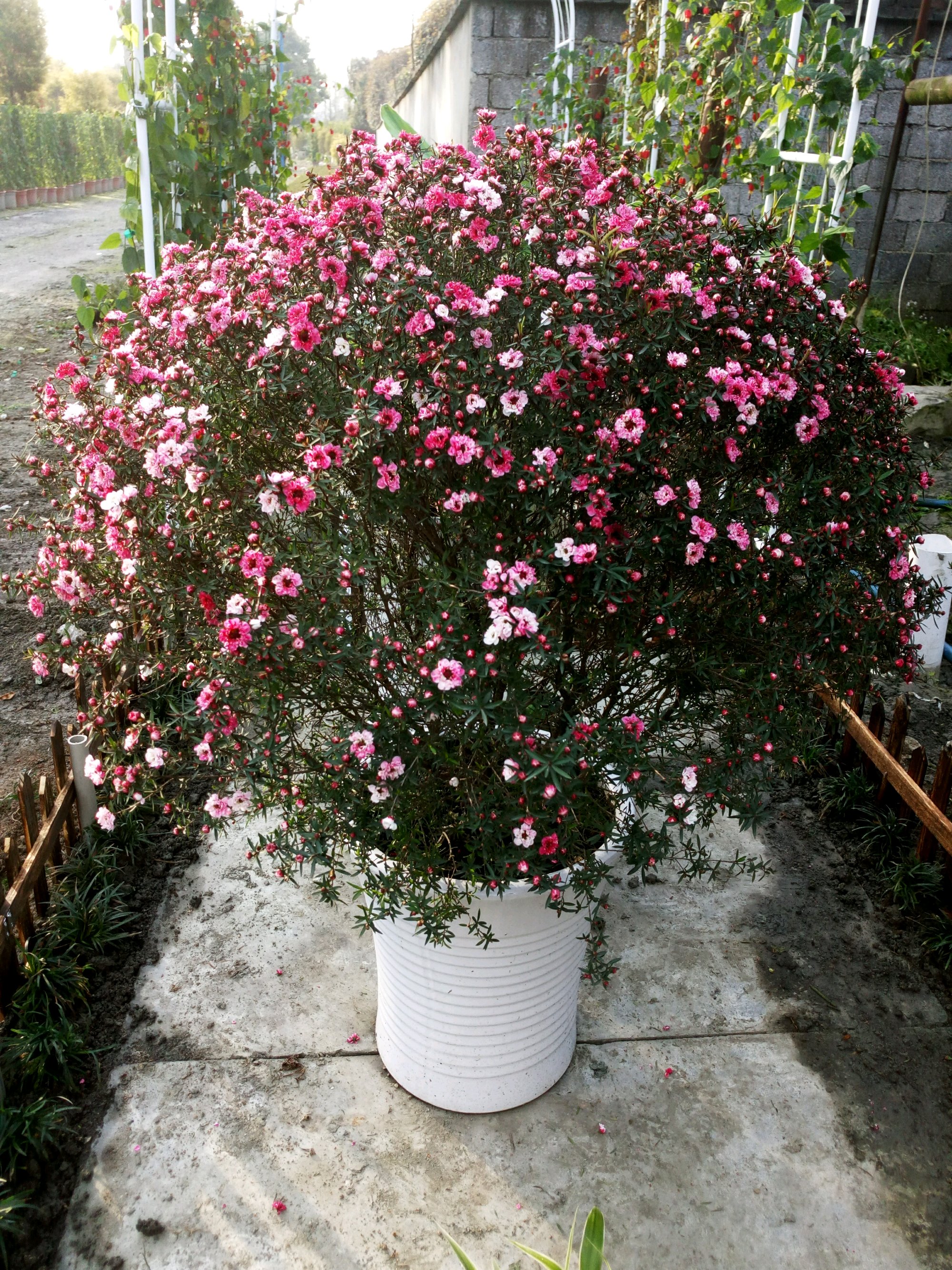 If you grow flowers, you will keep them, and they will bloom when you ...