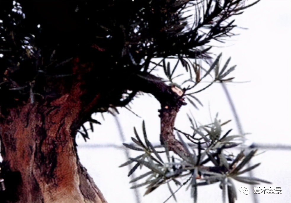 A Luo Han Song's initiality - iNEWS