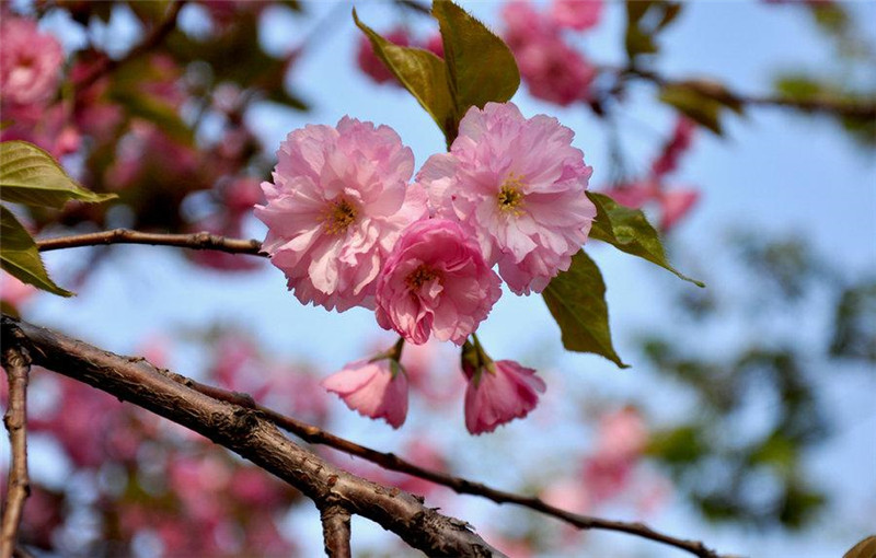 Why Zhu Ziqing's prose "Spring" was selected into the textbook for ...