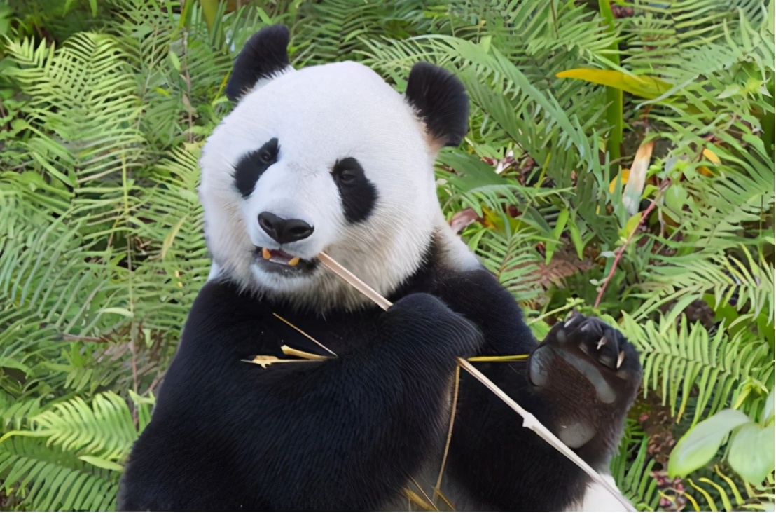 Eight wild giant pandas ran into Gansu. They are so docile, do they ...