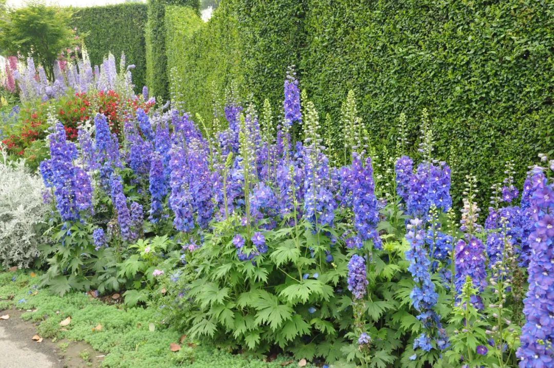 Want to add a sense of hierarchy to the garden?You need to arrange ...