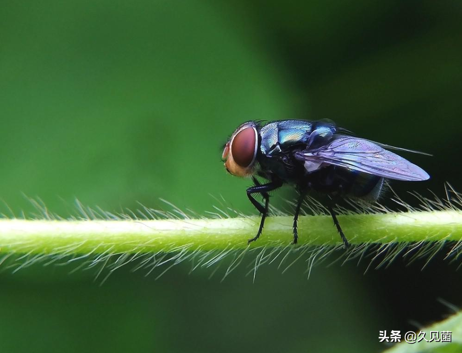 The sperm of a fly is 6cm long, up to 20 times the body length! The ...