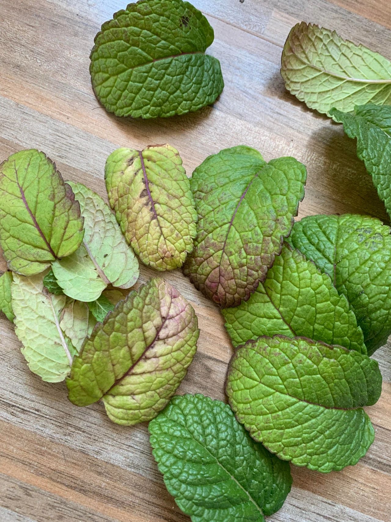 The potted mint leaves rot away inexplicably, the stems are black, and ...