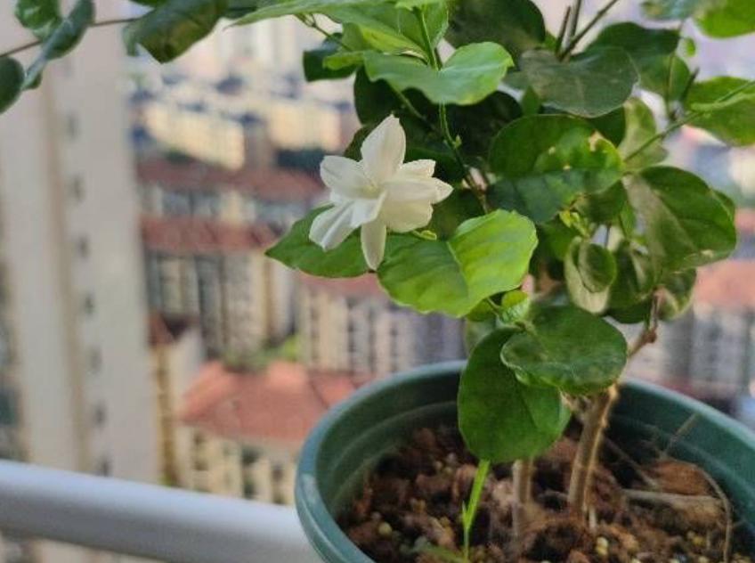 Experience sharing: How to grow potted jasmine? - iNEWS