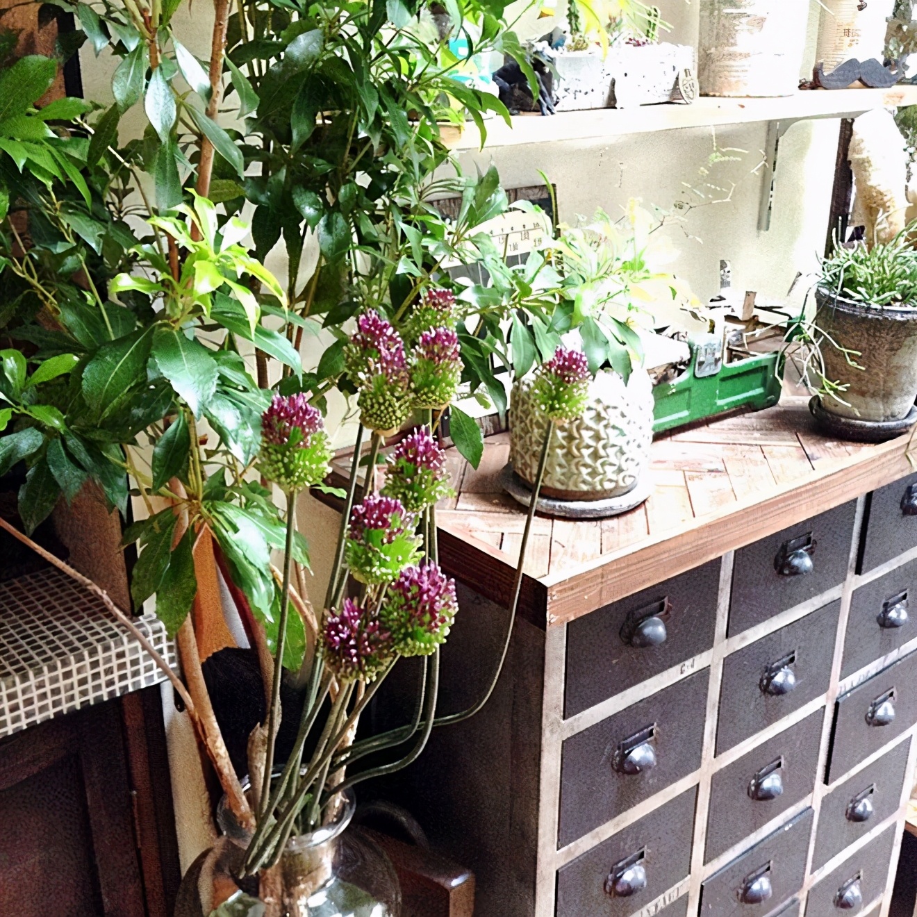 Plant net red Ma Zuimu, why become a small forest in winter? Long ...