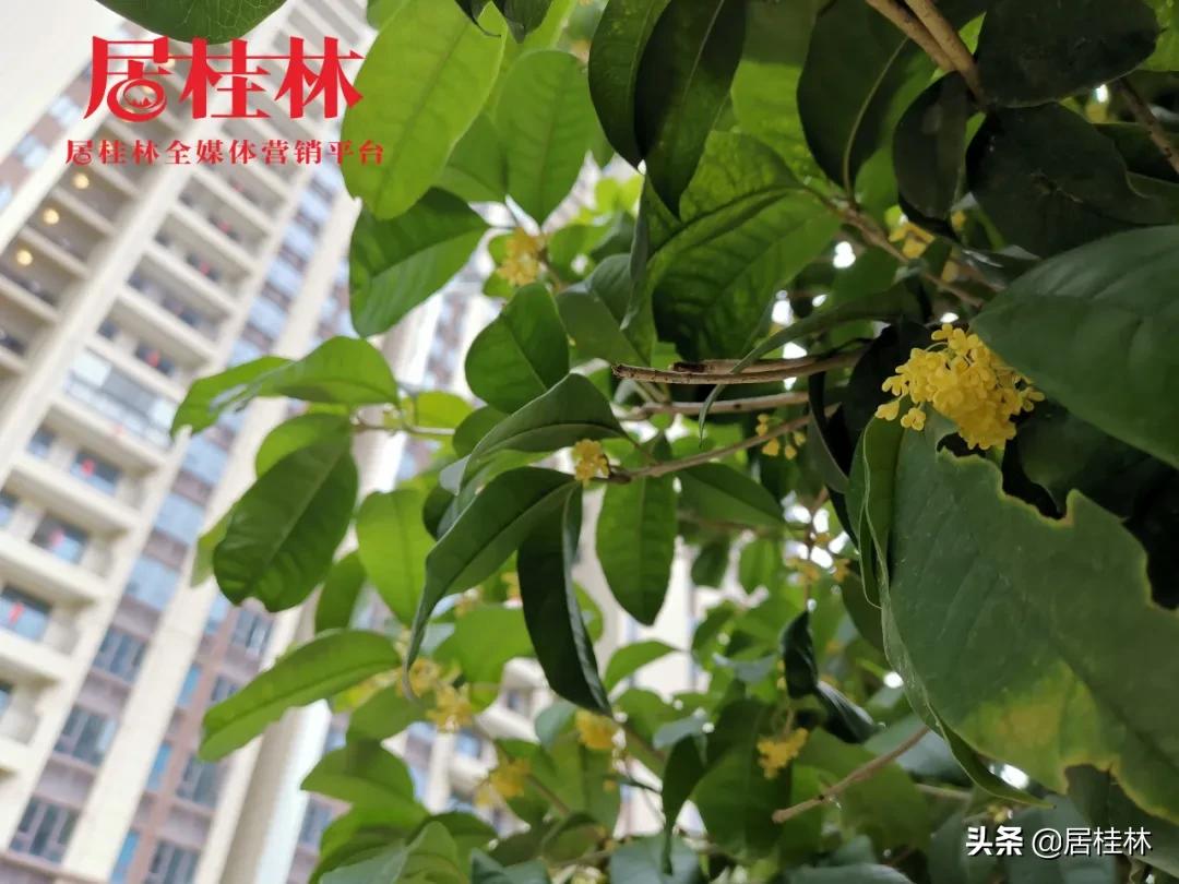 In Guilin, osmanthus flowers bloom in the whole city, which district is ...