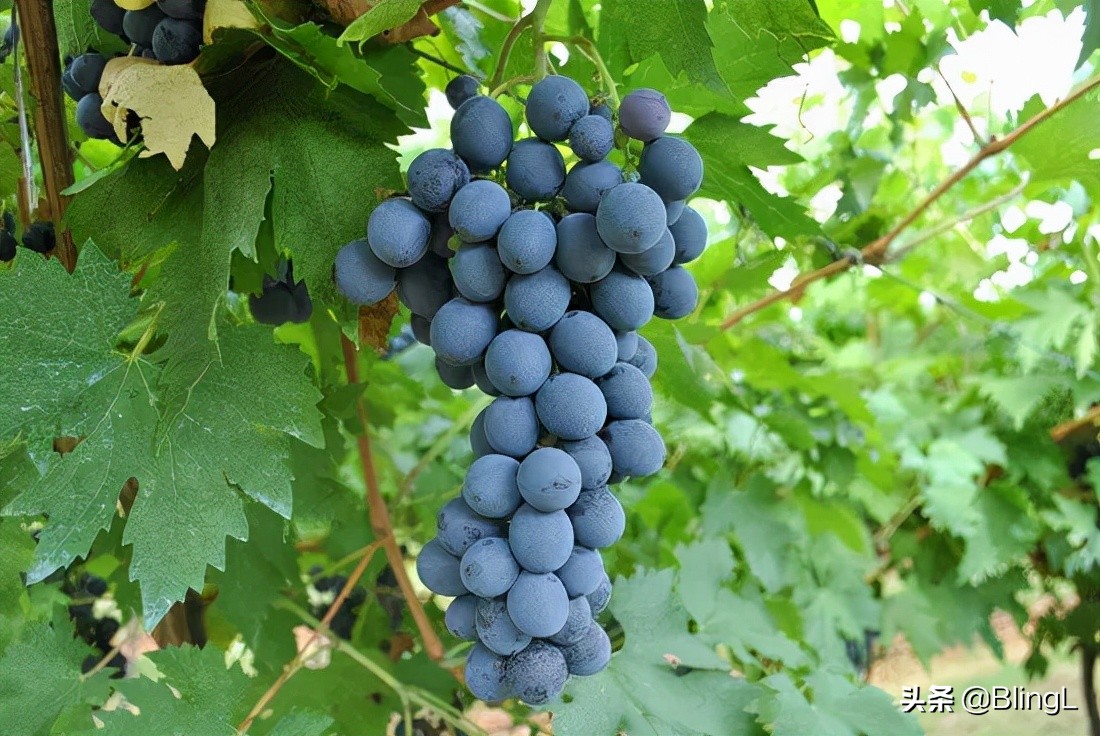 Italian fine wines-Amaroni - iMedia