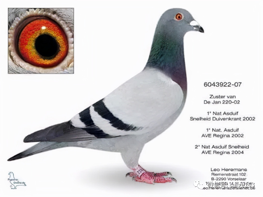 World fast pigeon breed-Leo Hereman - iNEWS