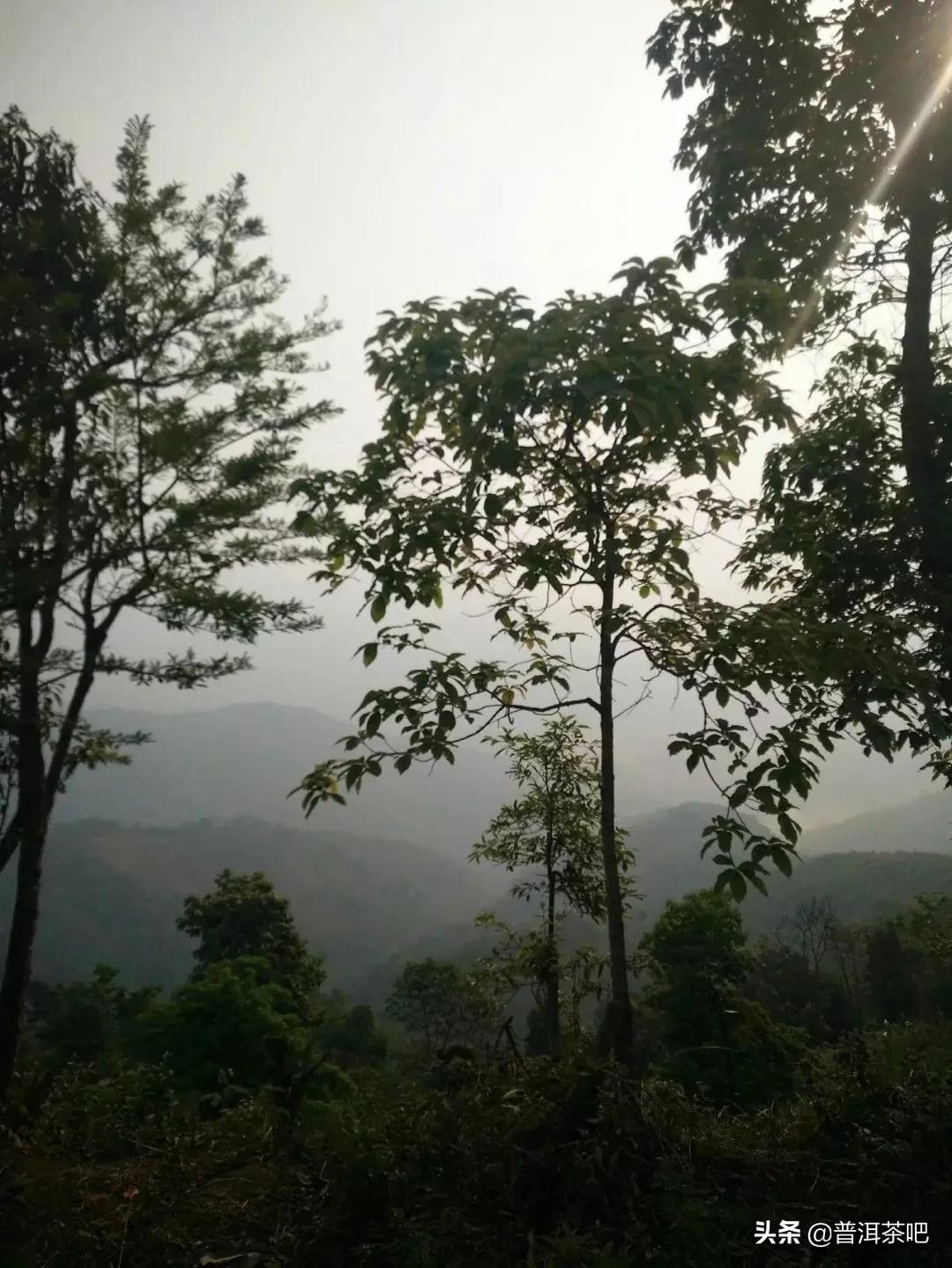 "Dried Goods Sharing" Yiwu Dingjiazhai 100 Tea Garden - iNEWS