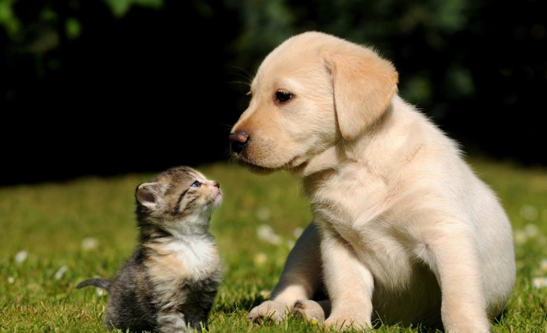 Why do male cats have barbs?Does it scratch the female cat when it ...