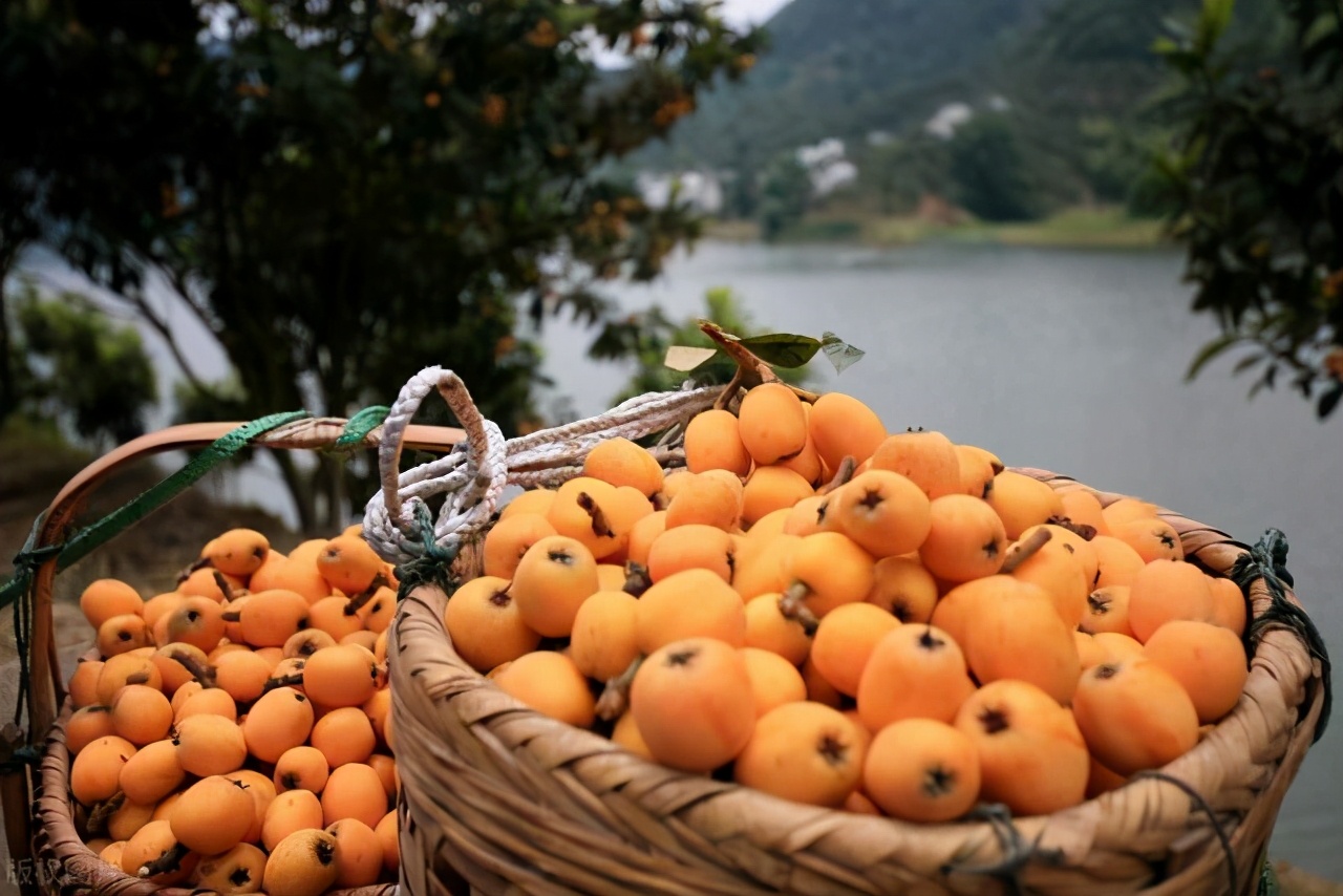 In summer, remember to stew loquat with red wine and eat it every other ...