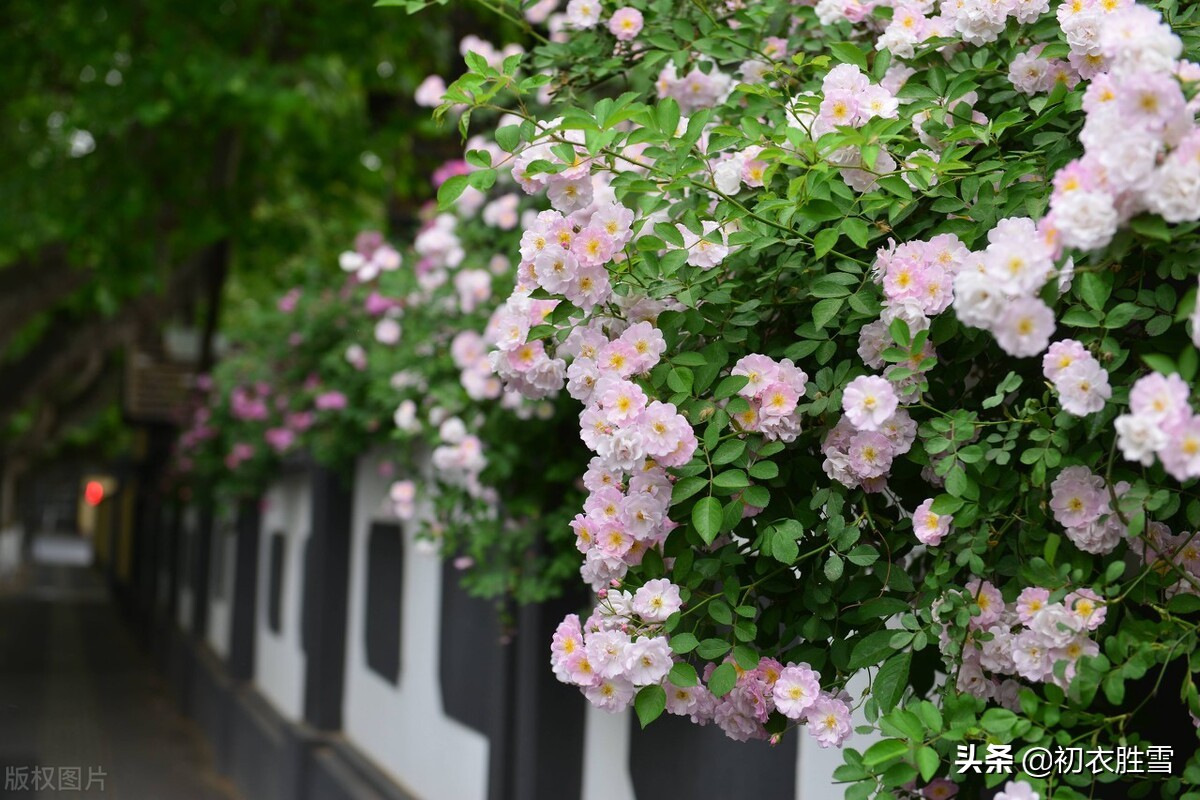 8 Late Spring Roses Hidden in Tang Poems: From the flower to the rose ...