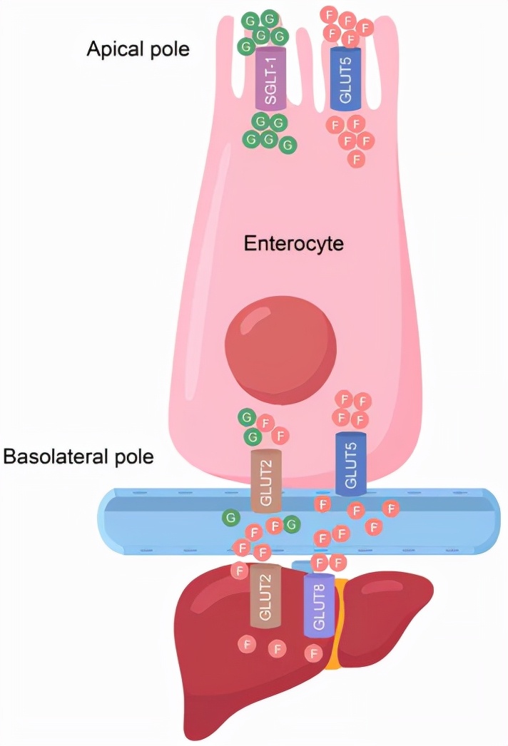Fructose-a "sweet killer" targeting the intestine-liver axis - iNEWS