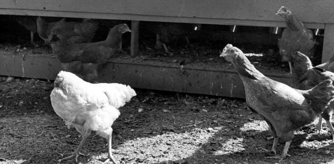 How is this going?The chicken was beheaded and survived for 18 months ...